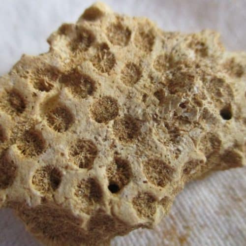 Buy Fossil Coral (Raw) - Buy fossils