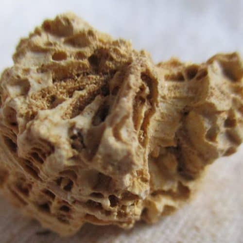 Buy Fossil Coral (Raw) - Buy fossils