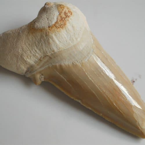 Fossielen - Fossiele Haaien Tanden Te Koop - Fossilshop.eu