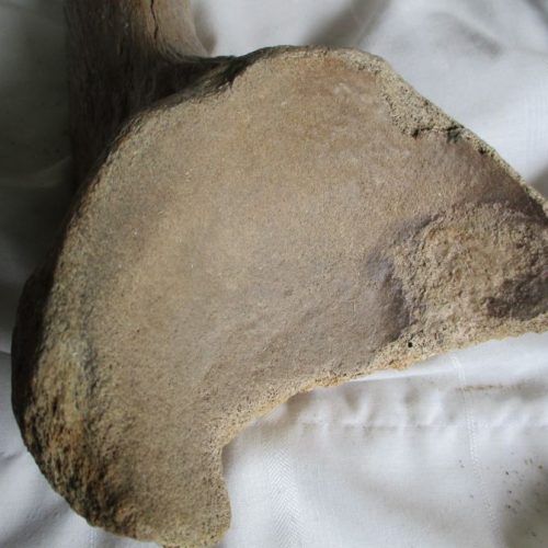 iceage - Ice Age Fossils For Sale (Bones, Teeth)- Fossilshop.eu