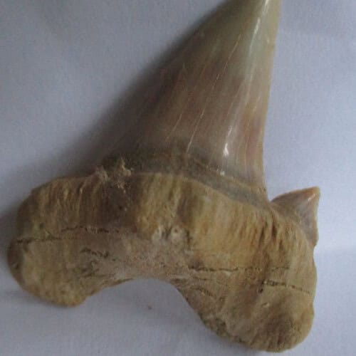 Haaien – Fossilshop.eu