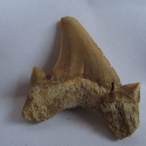 Haaien – Fossilshop.eu