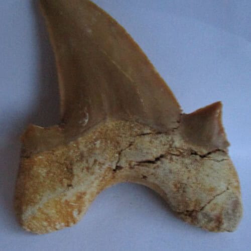 Haaien – Fossilshop.eu