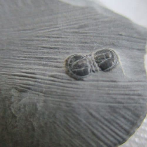 Peronopsis – Fossilshop.eu