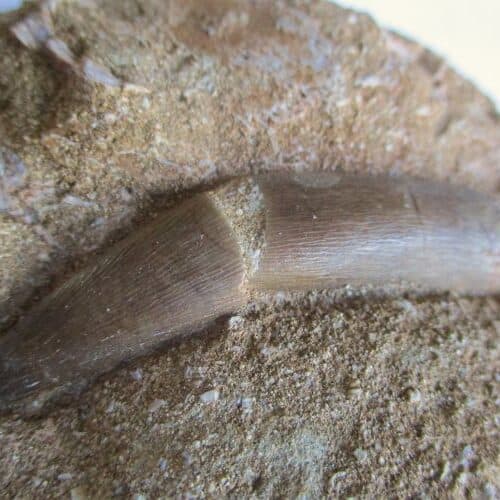 Fossil Plesiosaurus Teeth For Sale - Fossilshop.eu