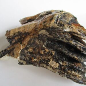 Fossielen - Mammoet Tanden Te Koop - Fossilshop.eu