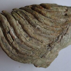 Fossielen - Mammoet Tanden Te Koop - Fossilshop.eu