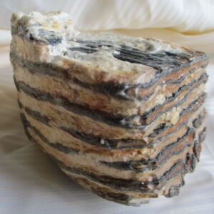 Fossielen - Mammoet Tanden Te Koop - Fossilshop.eu