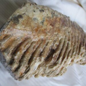 Fossielen - Mammoet Tanden Te Koop - Fossilshop.eu