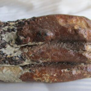 Fossielen - Mammoet Tanden Te Koop - Fossilshop.eu