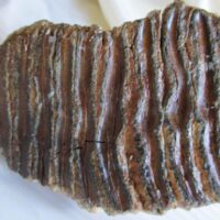 Fossielen - Pagina 2 van 3 - Mammoet Tanden Te Koop - Fossilshop.eu